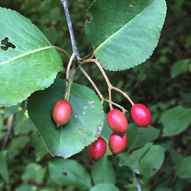 Black Haw - Zinn Education Project